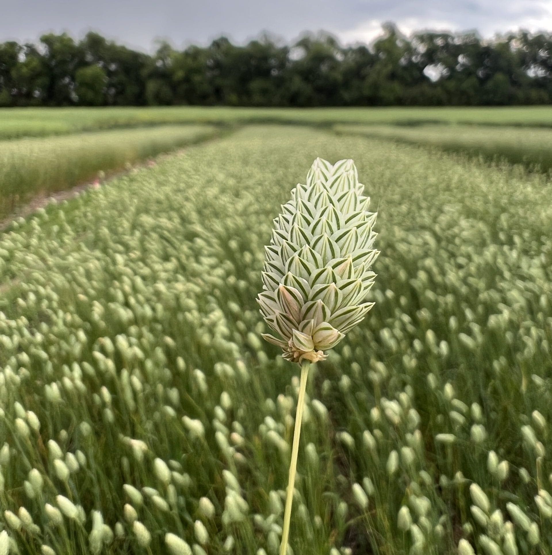 Nutritional Factsheets - Canary Seed Development Commission of Saskatchewan