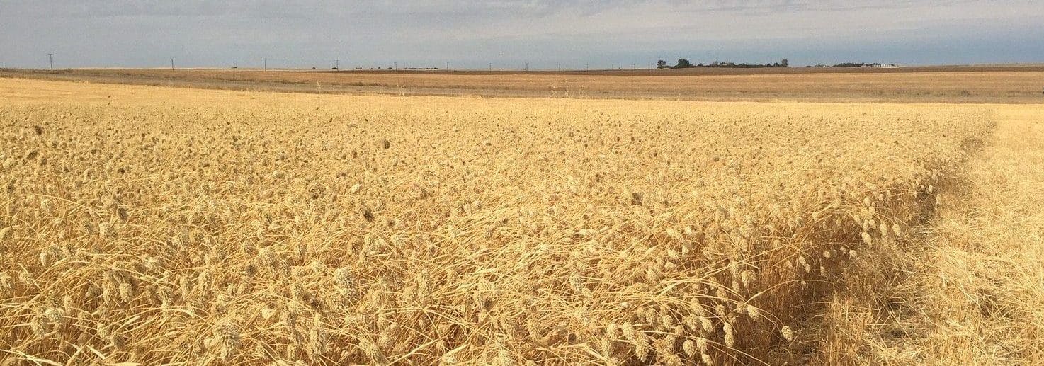 News & Newsletters - Canary Seed Development Commission of Saskatchewan