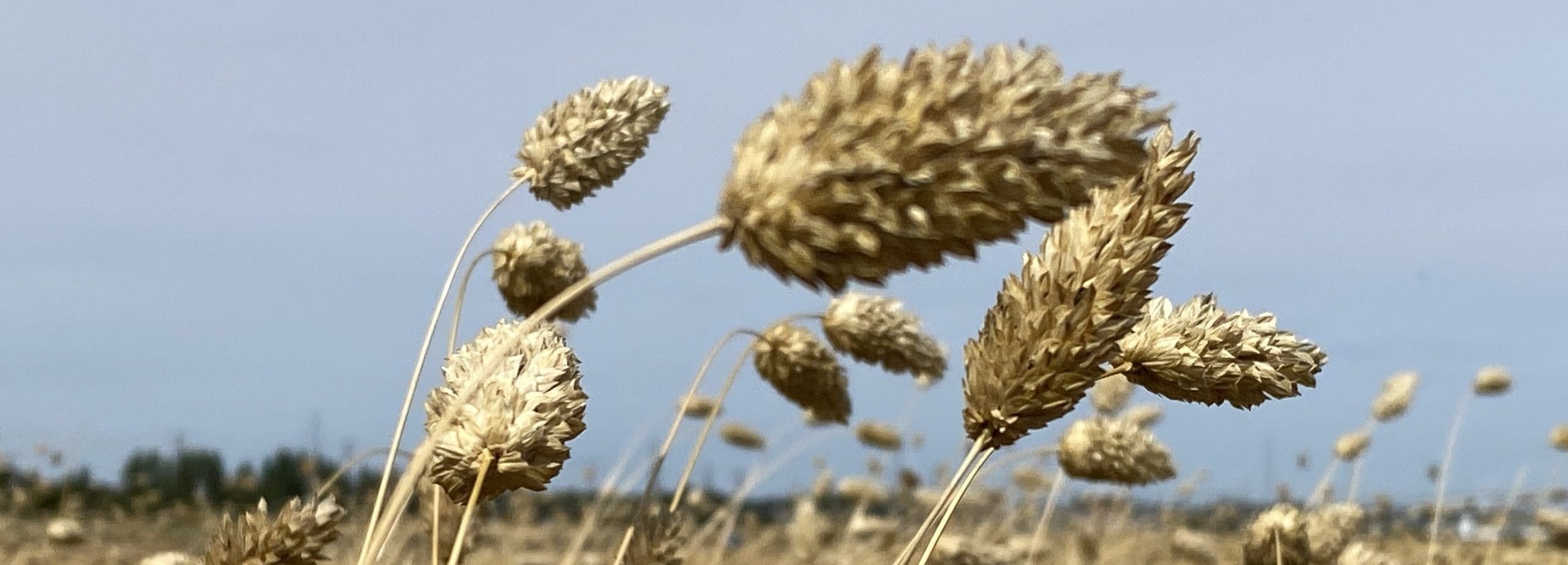 Annual Reports - Canary Seed Development Commission of Saskatchewan